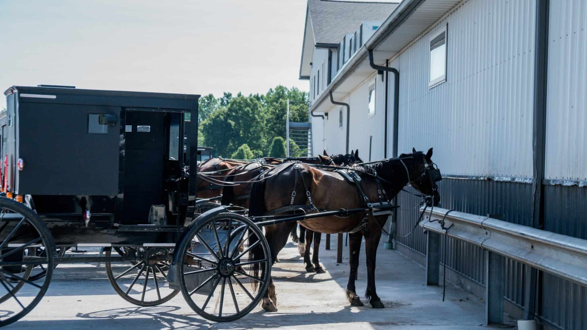 Beginner’s Guide to Amish Rough-Cut Lumber - GlampSite Joe