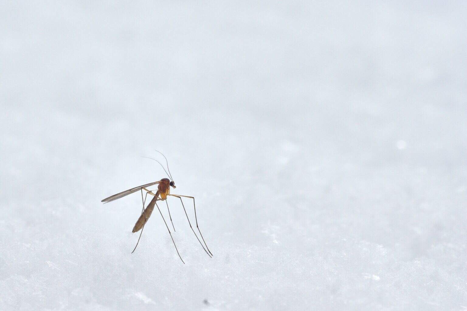 Where Do Mosquitoes and Biting Flies Go in the Winter—And Do They ...
